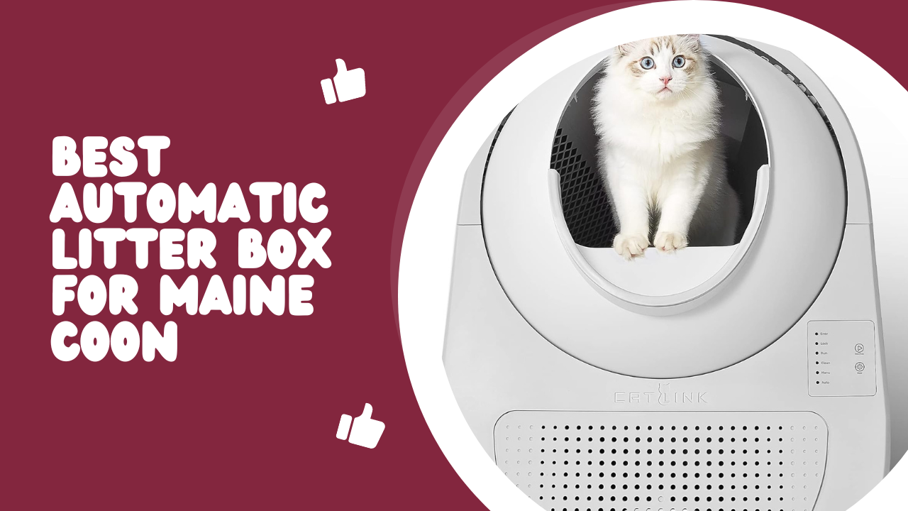 5 Best Automatic Litter Box For Maine Coon Cats - Ahembeauty.com