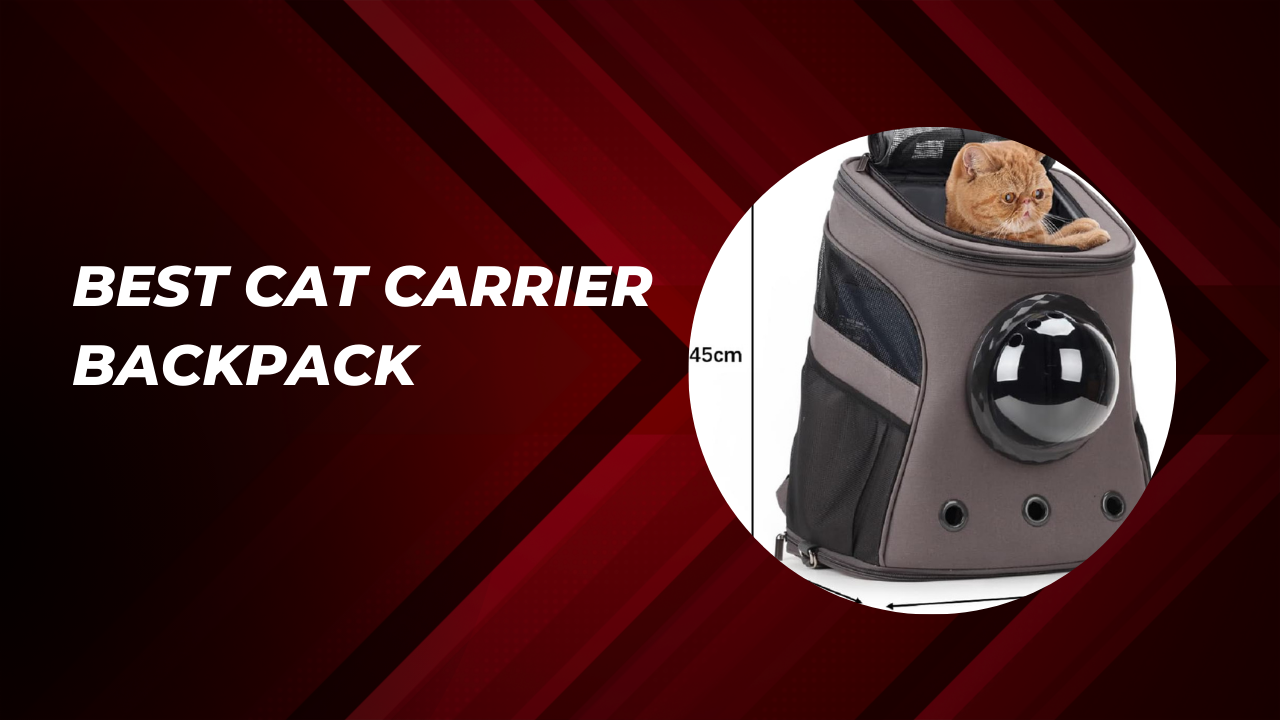 5 Best Cat Carrier Backpack: The Best Way To Get A Cat - Ahembeauty.com